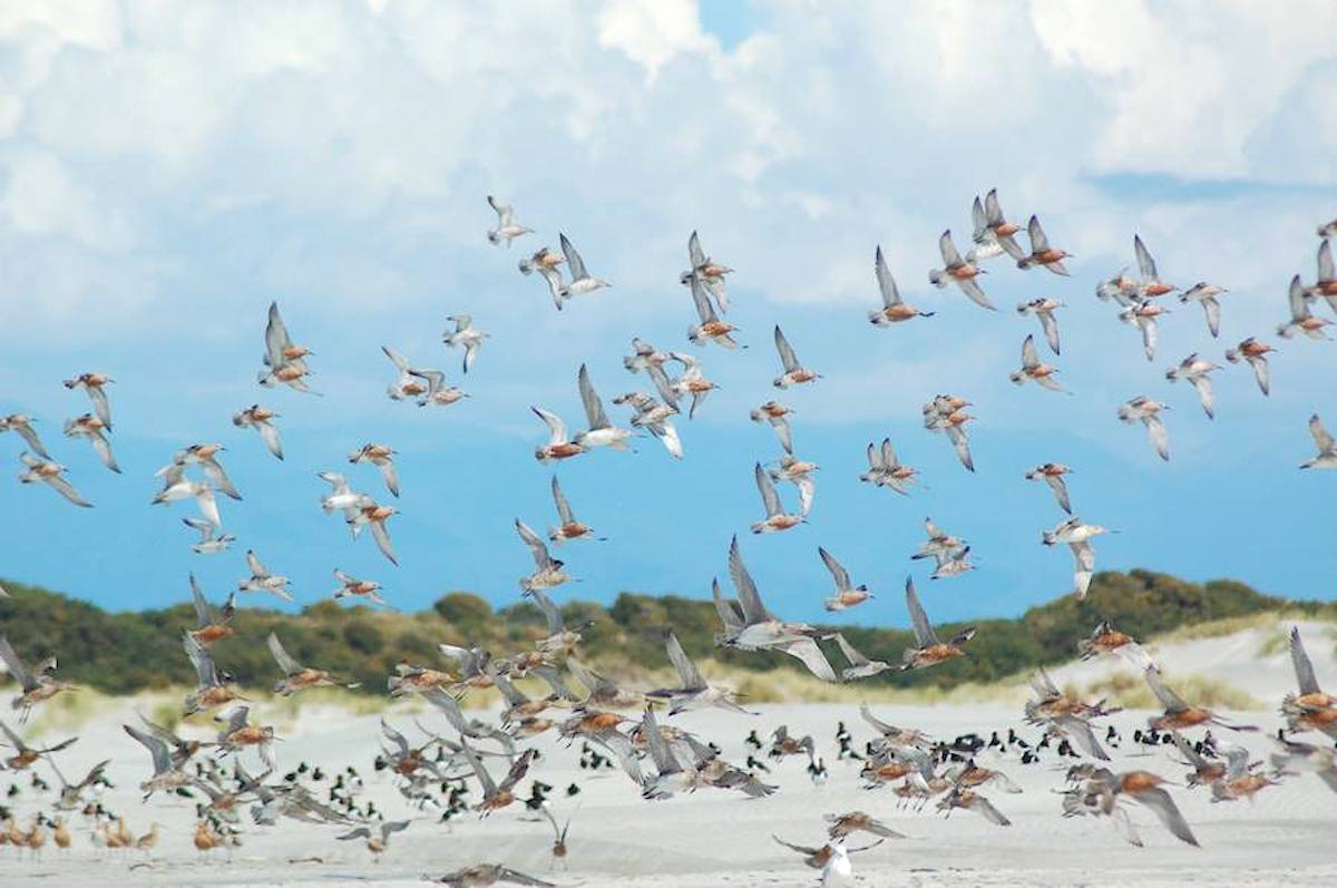 The world’s greatest animal migrations - SilverKris