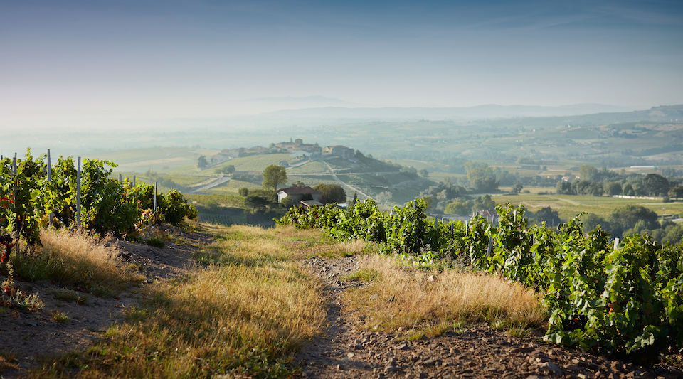 Why Burgundy is becoming one of the world’s most popular wines - SilverKris