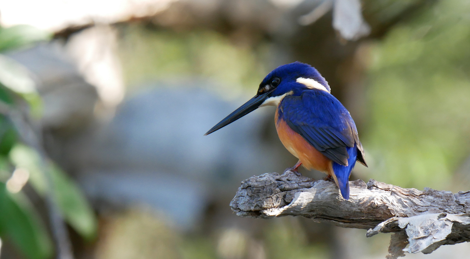 By the numbers: Wildlife-spotting around the world - SilverKris