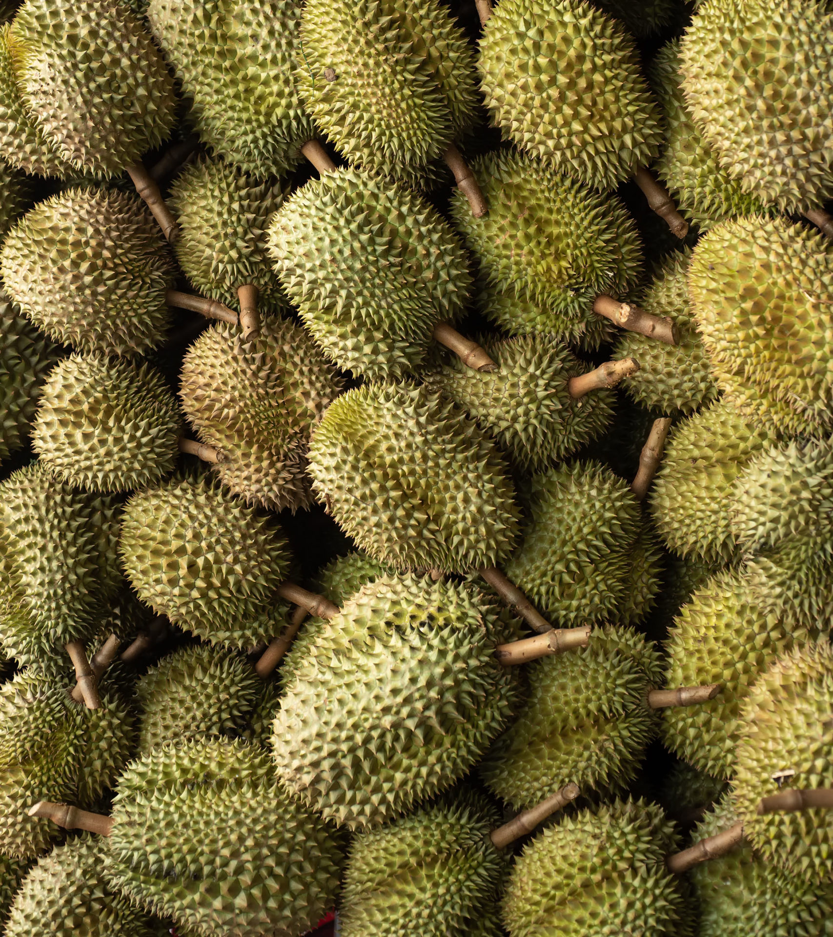 A tale of adventure, curiosity and the hunt for a perfect durian in ...